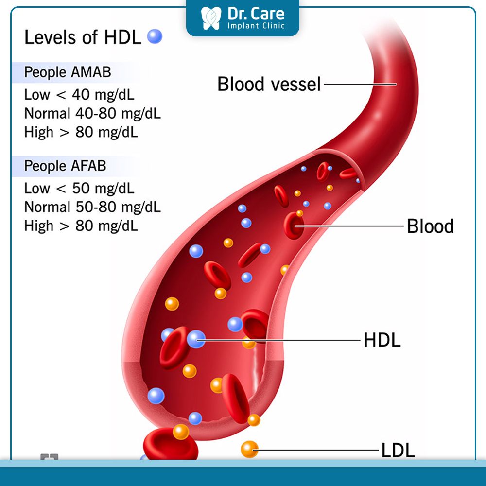 Định Lượng Hdl C Là Gì Hiểu Về Vai Trò Và ý Nghĩa Của Chỉ Số Hdl C